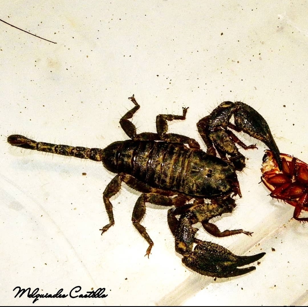 Opisthacanthus elatus from Parque Natural Metropolitano on September 10 ...