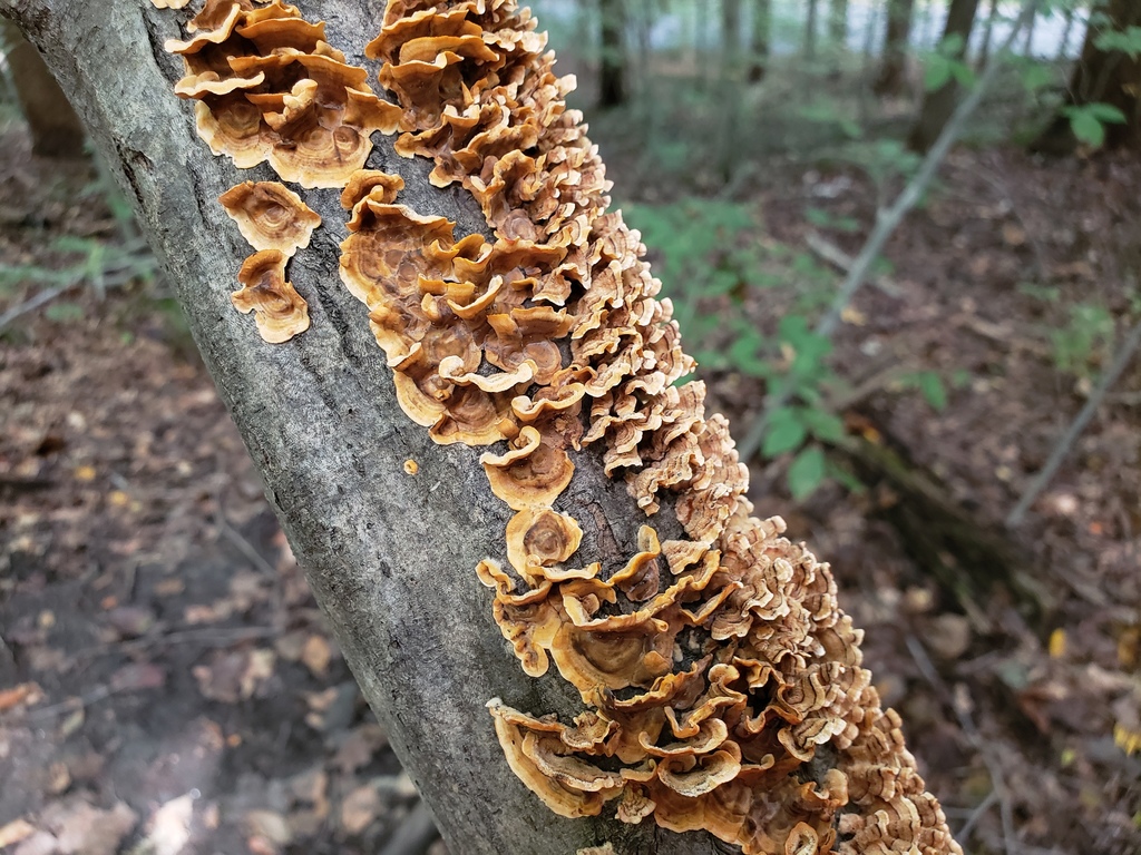 crowded parchment from Howard County, MD, USA on September 29, 2020 at ...