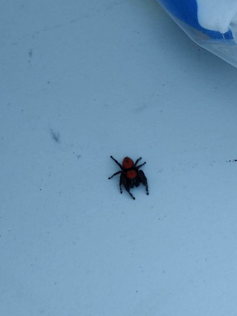Apache Jumping Spider from Polk County, MO, USA on September 26, 2020 ...