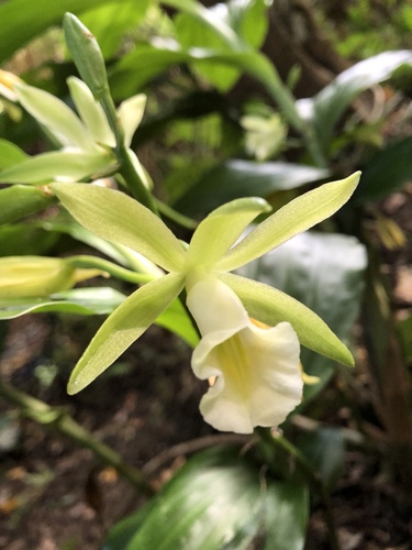 Calanthe takeoi · iNaturalist