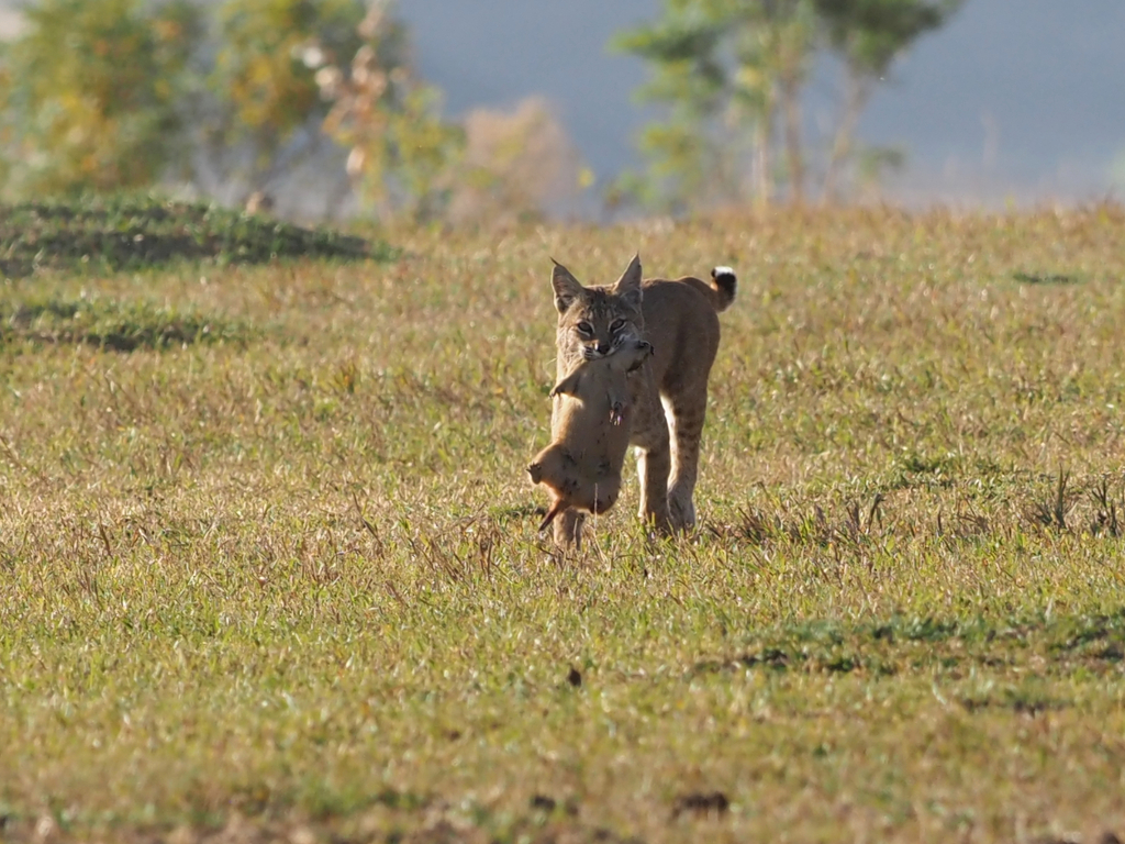 Bobcat in September 2020 by Leslie S. My heart was racing when I ...