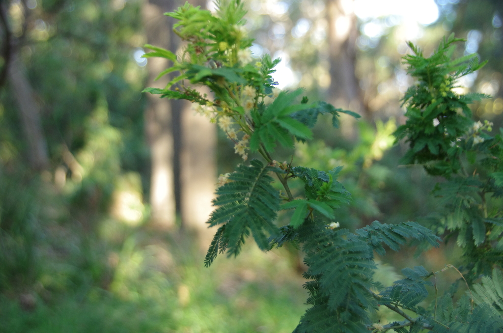 Parramatta Green Wattle from Threlkeld Res, Coal Point, lake Macquarie ...