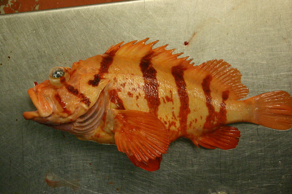 Tiger Rockfish (Sebastes nigrocinctus) - Marine Life Identification