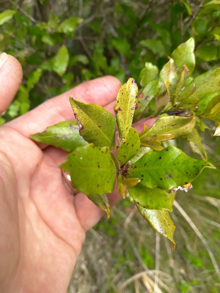Swamp maire from Unnamed Road, Kauri Point Centennial Park, Chatswood ...