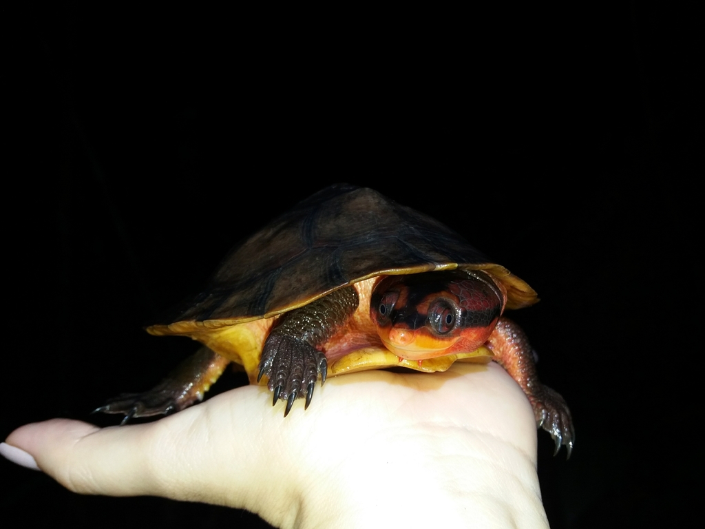 Red-footed Sideneck Turtle in September 2020 by Mara · iNaturalist
