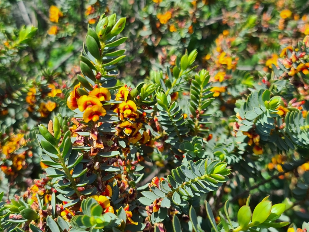 Egg and Bacon Plant (Eutaxia myrtifolia) - Botanical Realm