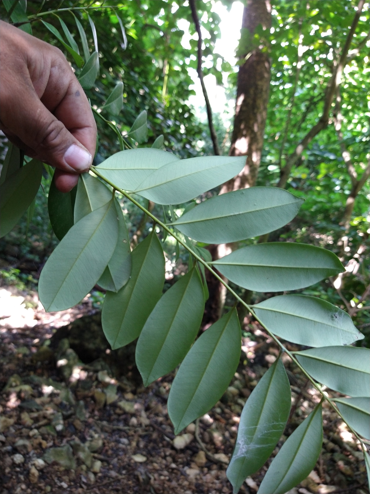 Simarouba amara Aubl.