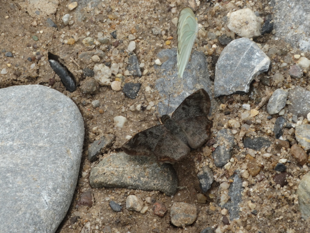 Common Spurwing from San Pedro Comitancillo Oax. on July 15, 2017 at 10 ...