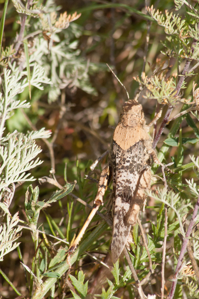 Bryodemella tuberculata tuberculata from Аккольский район, 020000 ...