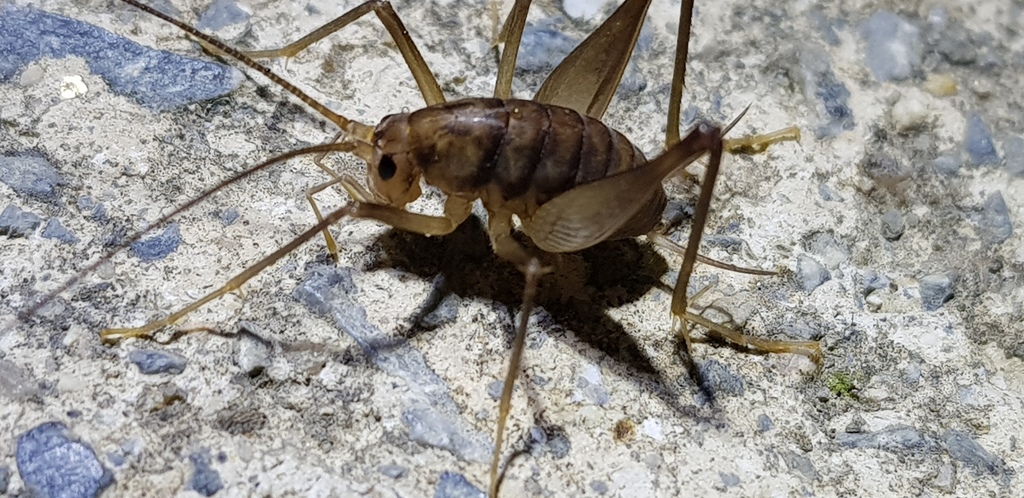 Greenhouse Camel Cricket from Yeongwol, Gangwon-do, South Korea on ...