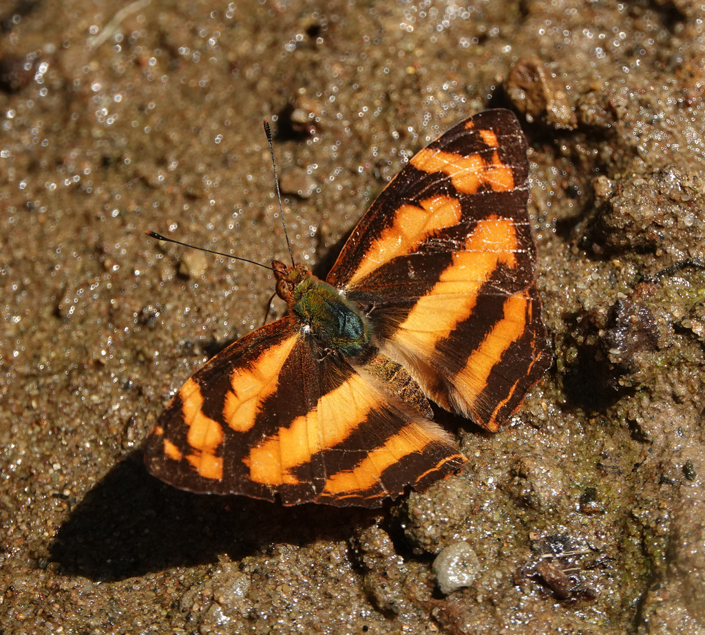Common Jester from Dosdewa Forest trail on March 10, 2020 at 11:08 AM ...