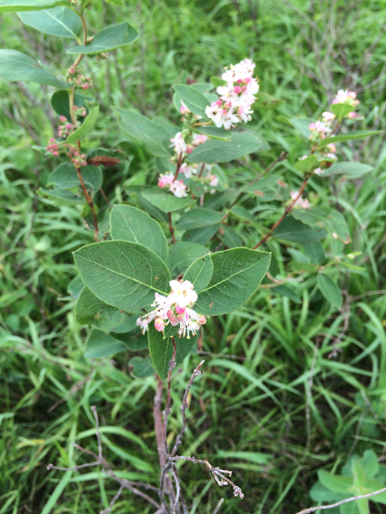 Snowberry (Edgewood My Plants) · iNaturalist