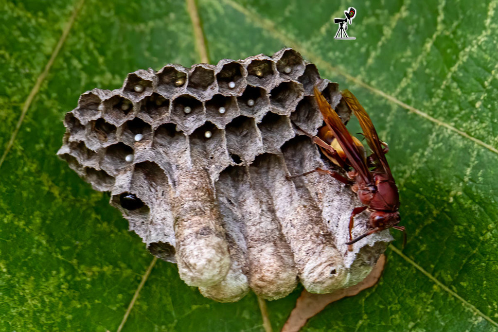 Banded Paper Wasp from Bhandup Pumping Station, Mumbai, Maharashtra ...