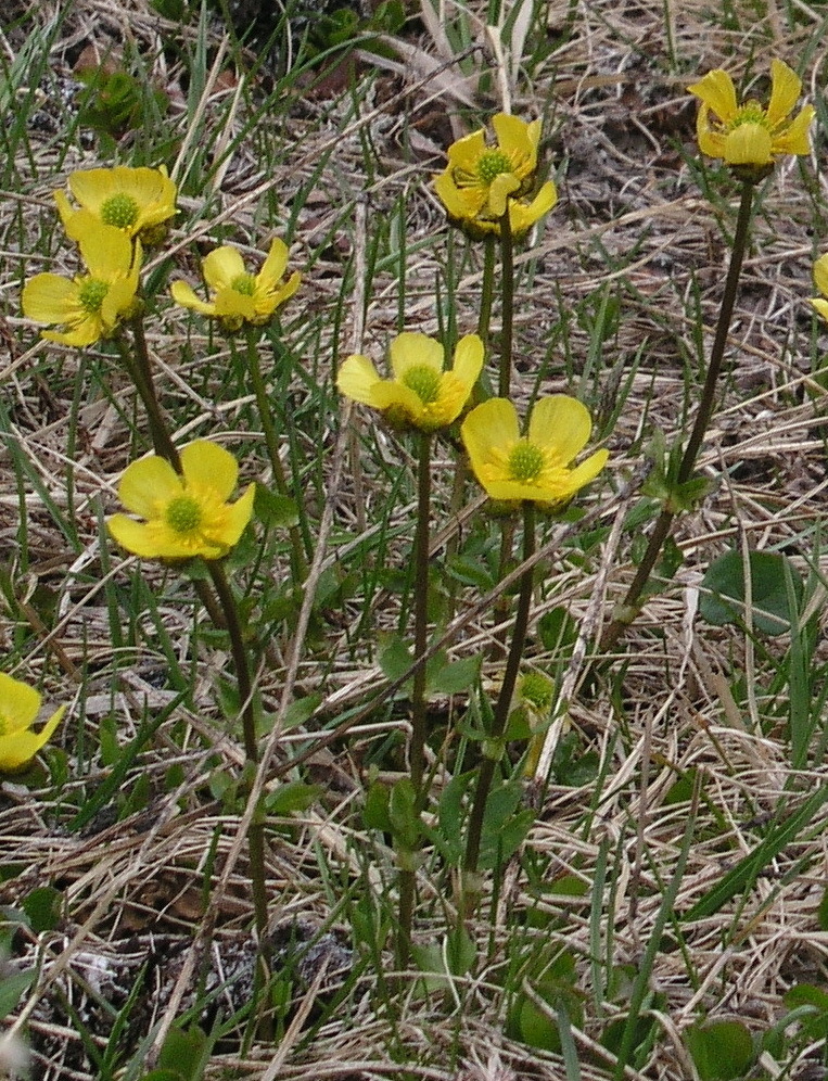 Ranunculus pedatifidus affinis from Iqaluit, NU, Canada on July 23 ...