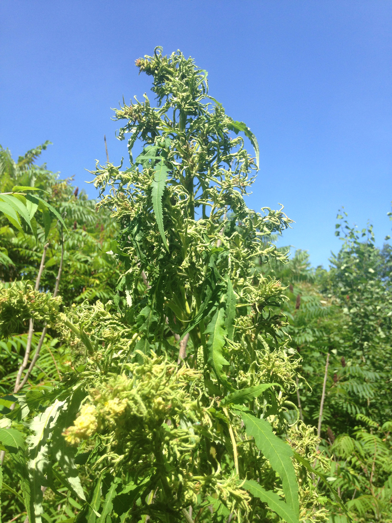 cashew family (Anacardiaceae) - Botanical Realm