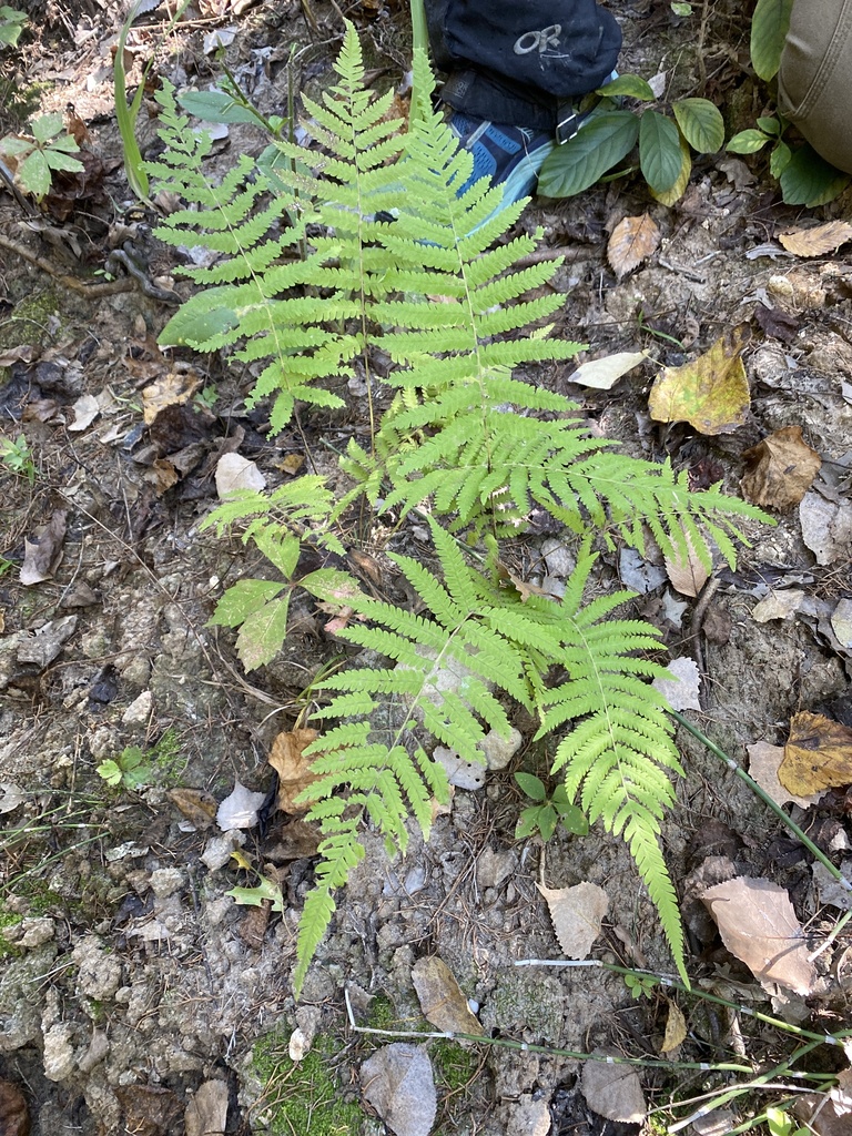 Widespread Maiden Fern from Wise County, US-TX, US on September 29 ...