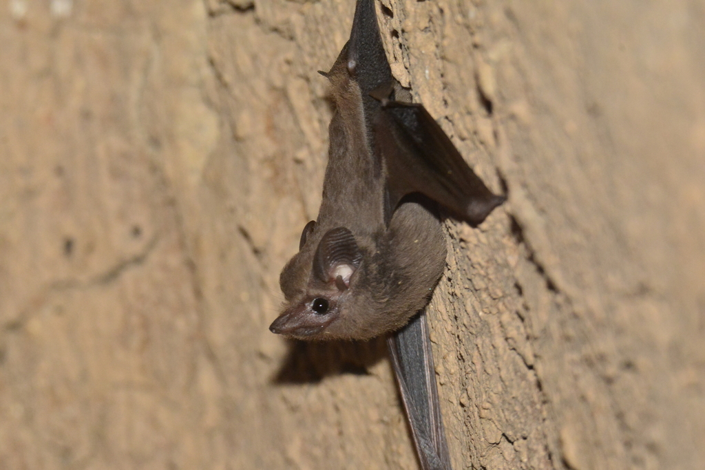 Lesser Dog-like Bat from Conceição, BR-PB, BR on November 2, 2018 at 02 ...