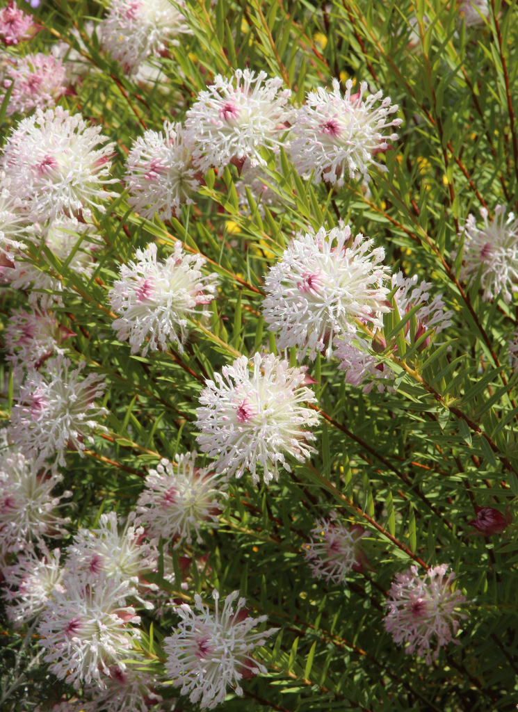 (Pimelea spectabilis) - Botanical Realm