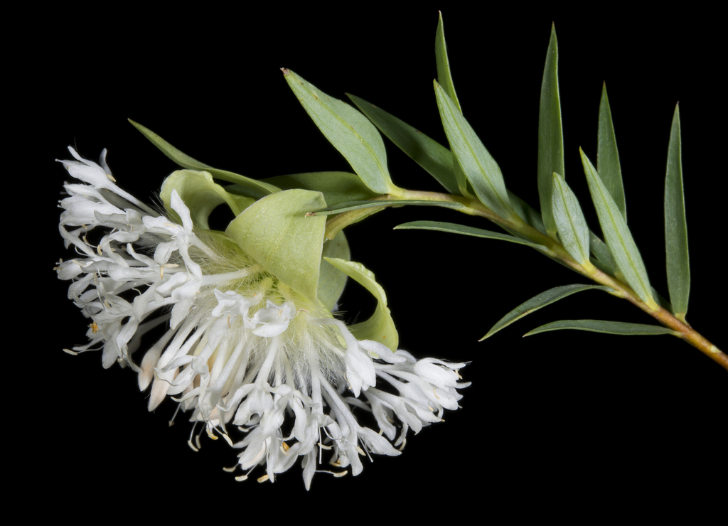 (Pimelea spectabilis) - Botanical Realm