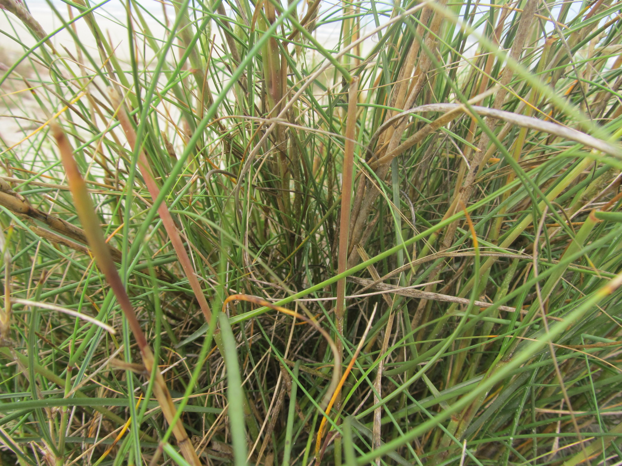 Sporobolus coarctatus (Trin.) P.M.Peterson & Saarela