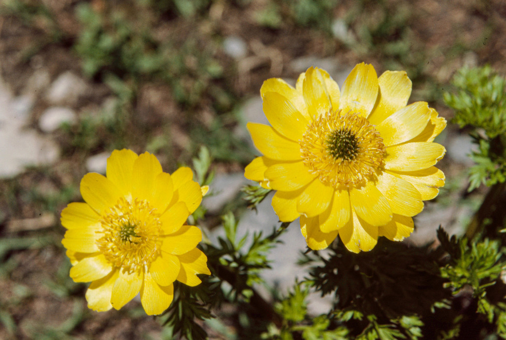 Adonis chrysocyathus from Anantnag, Jammu and Kashmir, India on July 21 ...