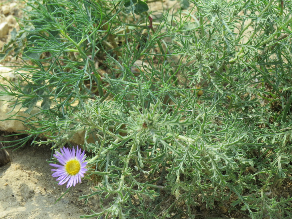 Tahoka Daisy (Plants of John Martin Reservoir State Park) · iNaturalist