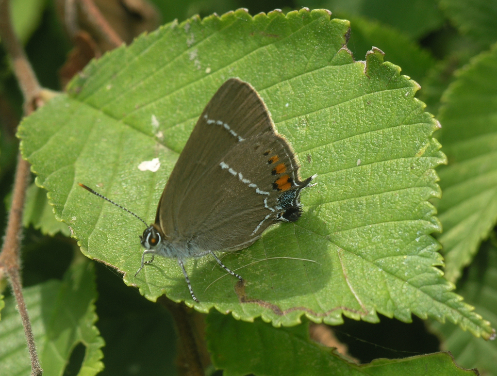 Satyrium latior from Russia, Primorskiy Kray, Khanka District, 2.3 km N ...