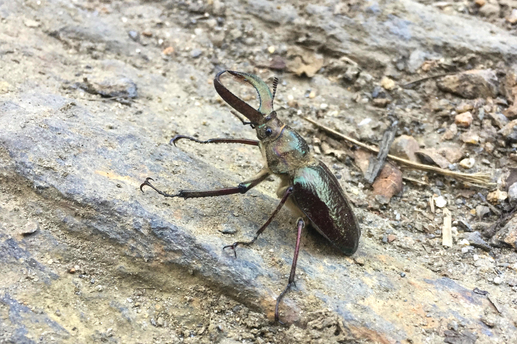Sphaenognathus bellicosus from Santa Marta, Magdalena, Colombia on ...