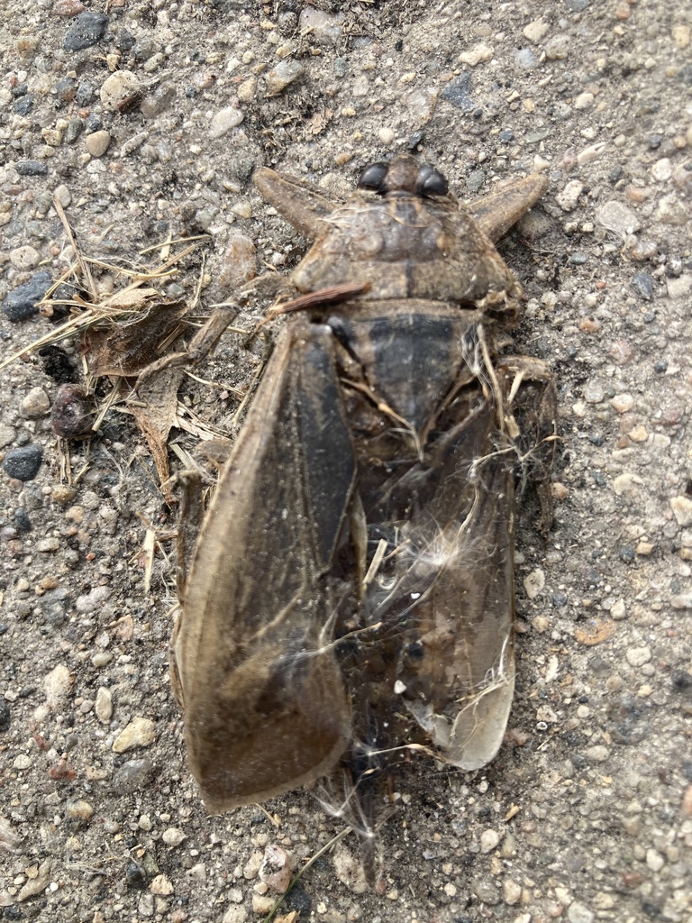 American Giant Water Bug from Tenth St S, Moorhead, MN, US on September ...