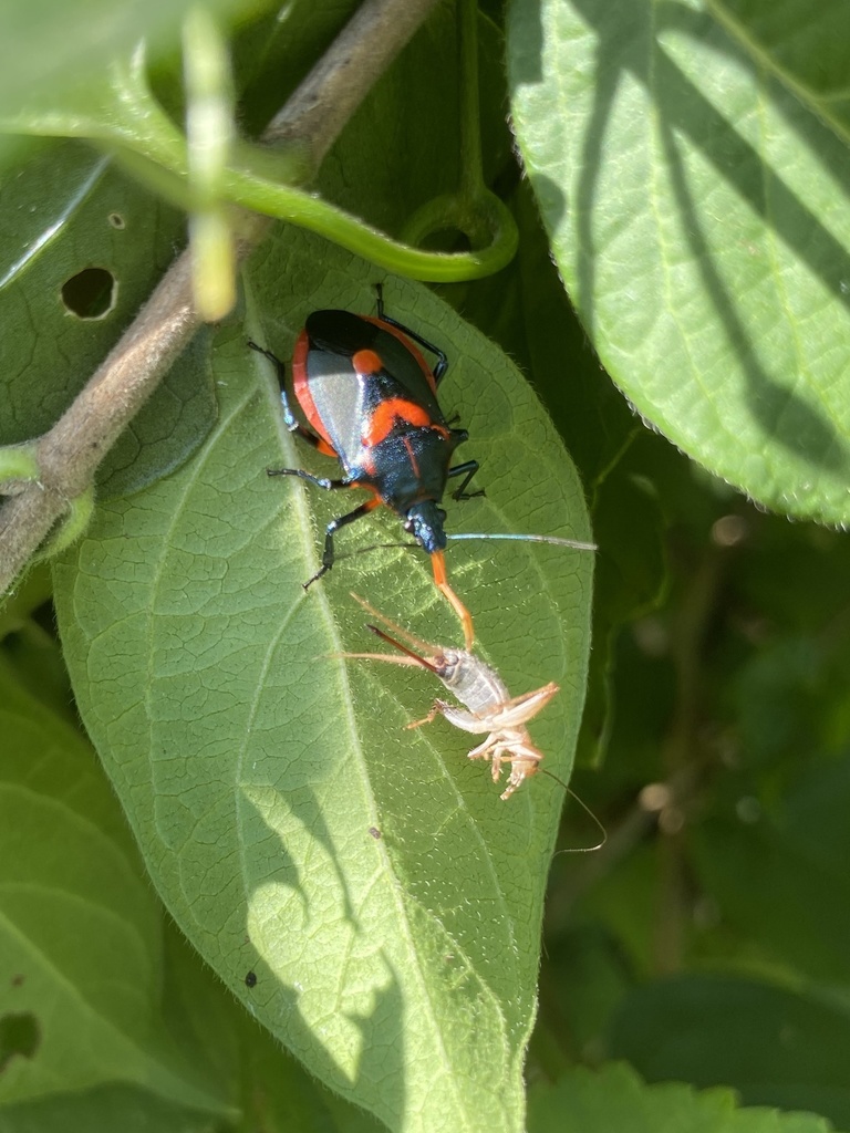 Florida Predatory Stink Bug from Four Mile Run Park, Alexandria, VA, US ...
