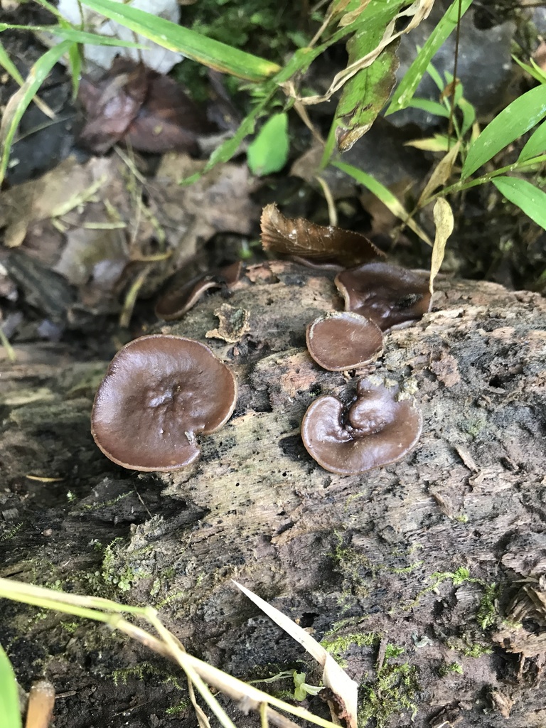 Copper Penny Fungus from Albert Johnson Rd, Nashville, IN, US on ...