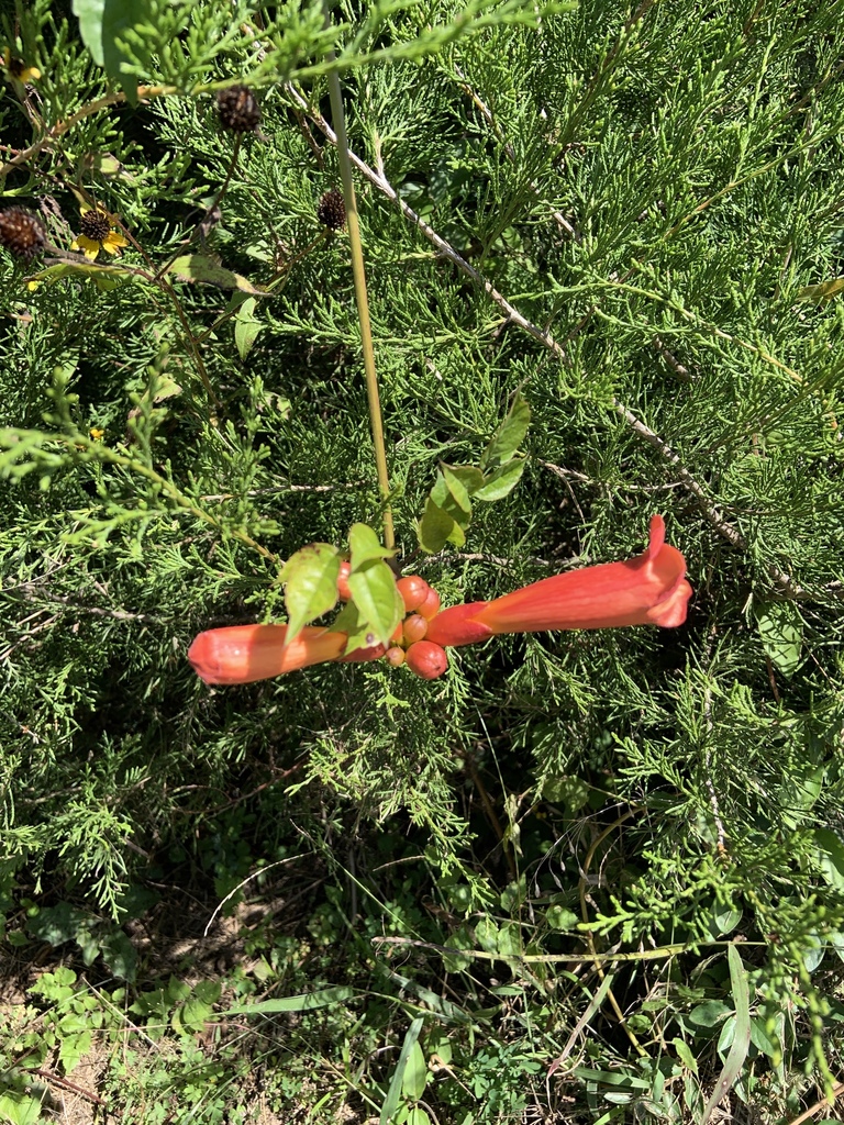 American trumpet vine from Cason Trail, Murfreesboro, TN, US on ...