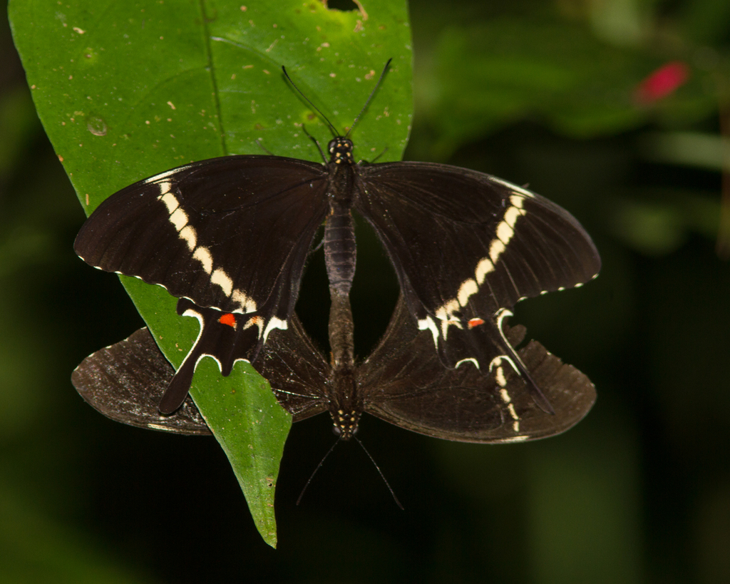 Caribbean Swallowtail (Mariposasa; Papilionidae. Cuba) · iNaturalist