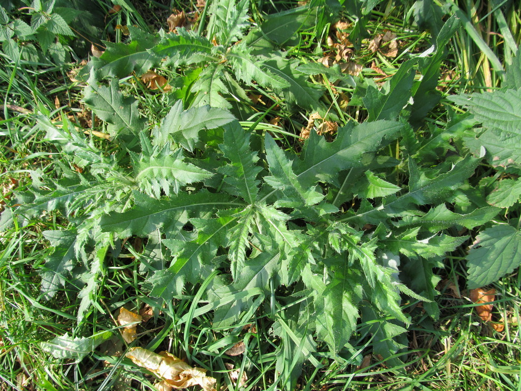 creeping thistle from Ленинский район, Минск, Беларусь on September 27 ...