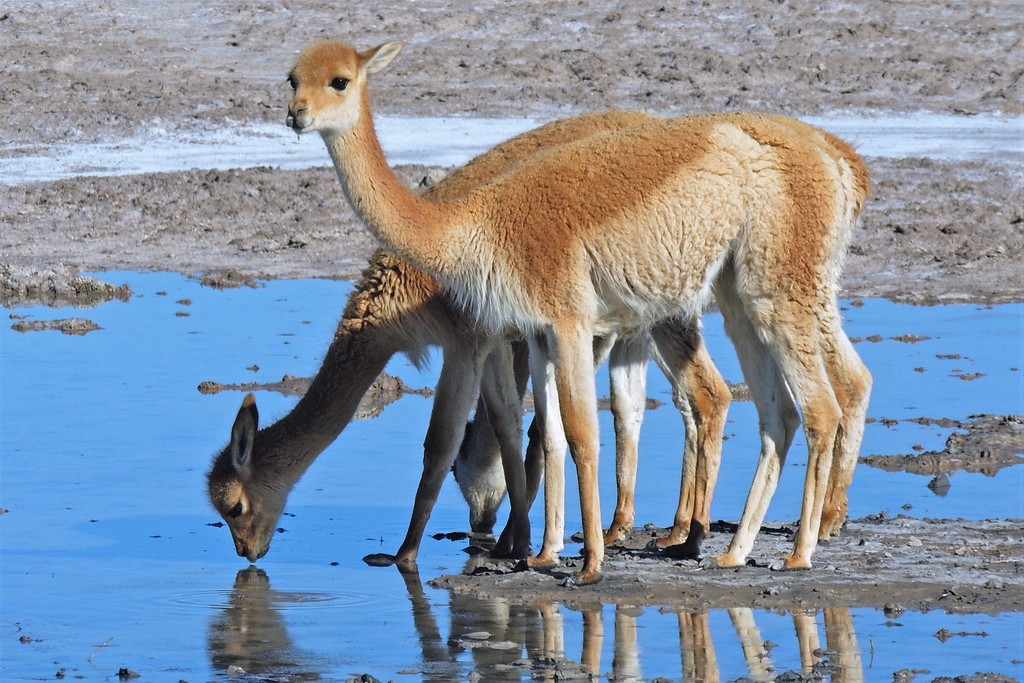 Vicuña (Vicugna vicugna) - Know Your Mammals