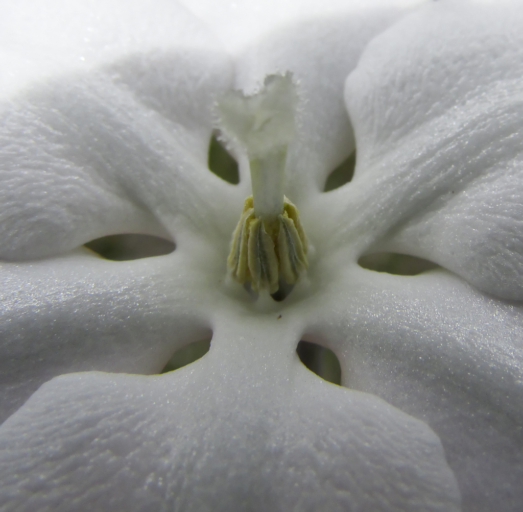 Mexican star (Milla biflora) - Botanical Realm