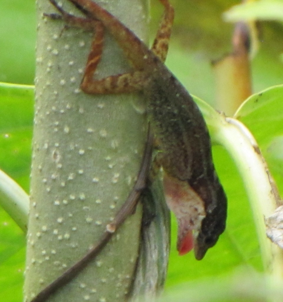 Border Anole from Jinotega, Nicaragua on May 25, 2011 at 12:38 PM by ...
