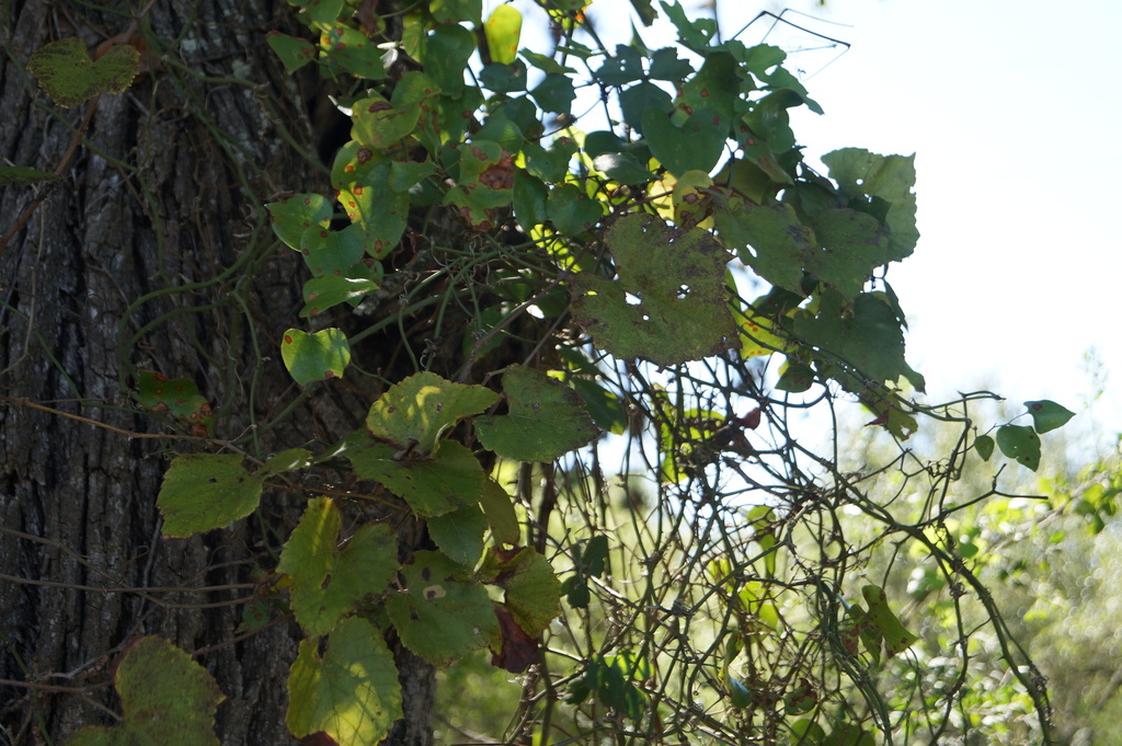 graybark grape in September 2020 by Mason Johnson. This plant has a ...