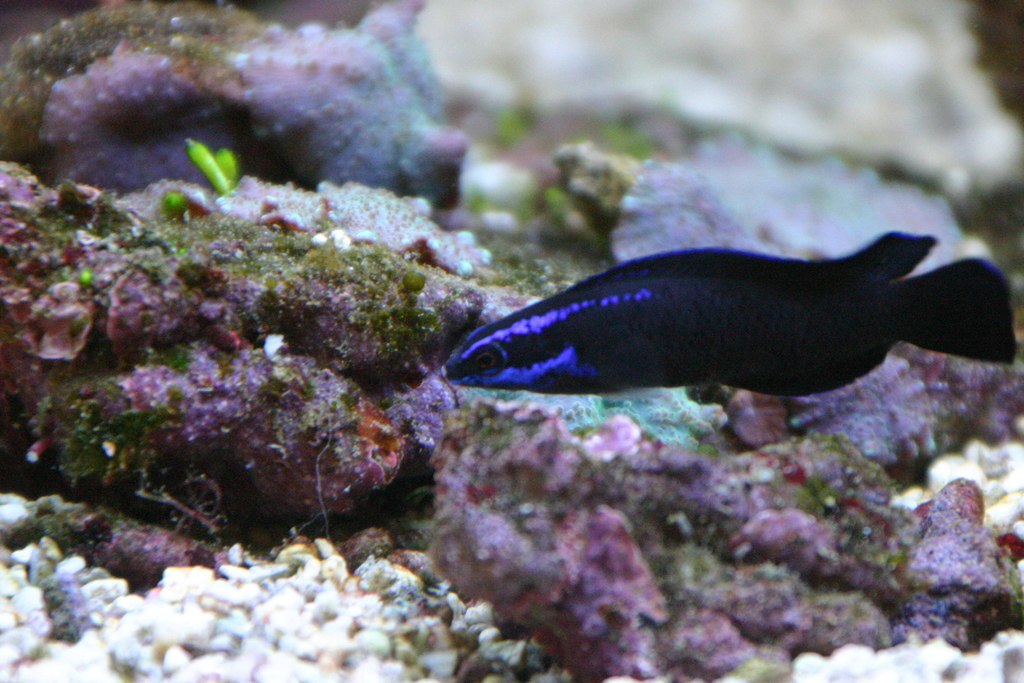 Blue-striped Dottyback (Pseudochromis springeri) - Marine Life ...