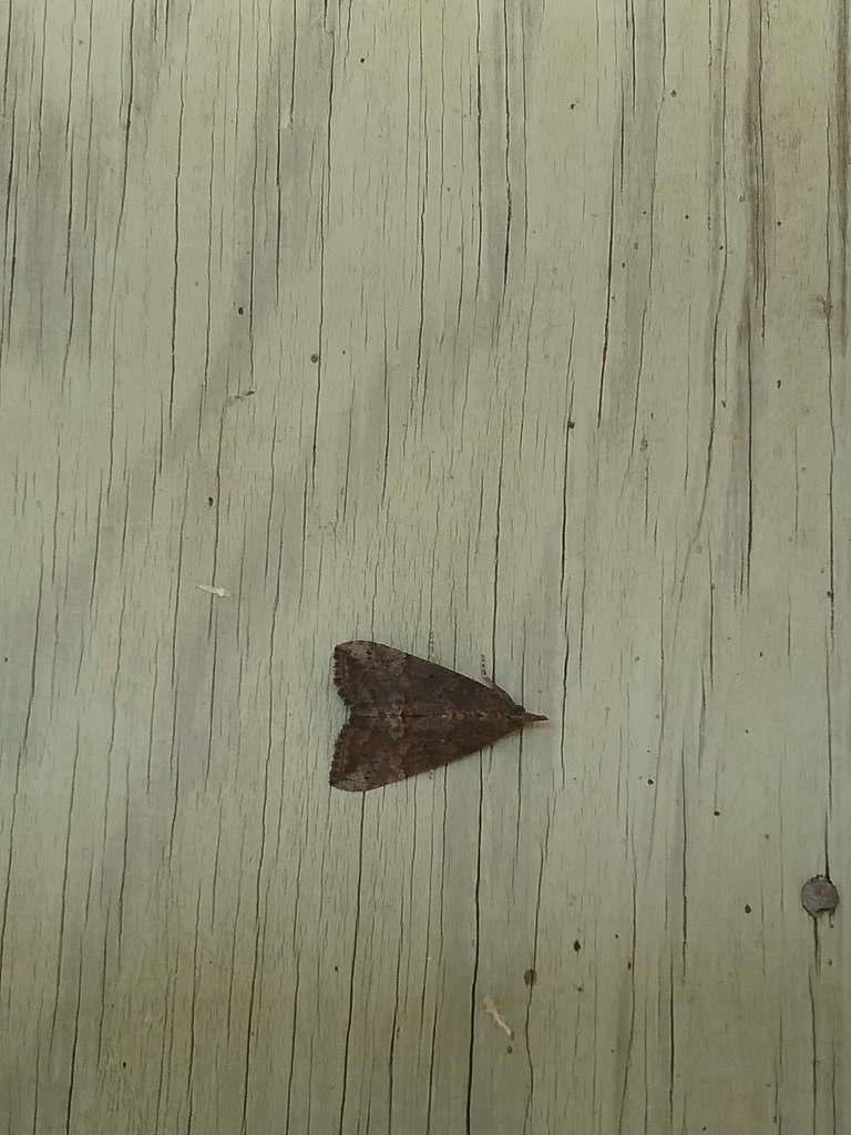 Green Cloverworm Moth from Hutchinson, KS, USA on September 30, 2020 at ...