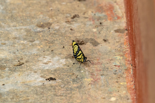 Callicore felderi · iNaturalist United Kingdom