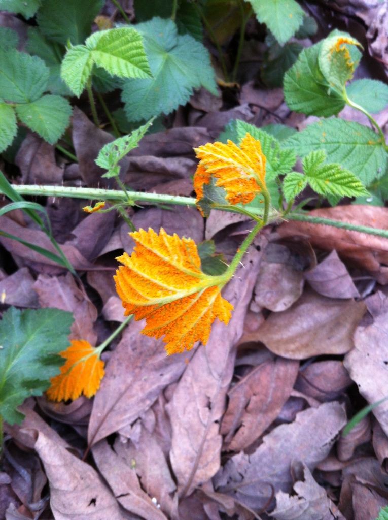 blackberry orange rust from Santa Barbara County, CA, USA on March 15 ...