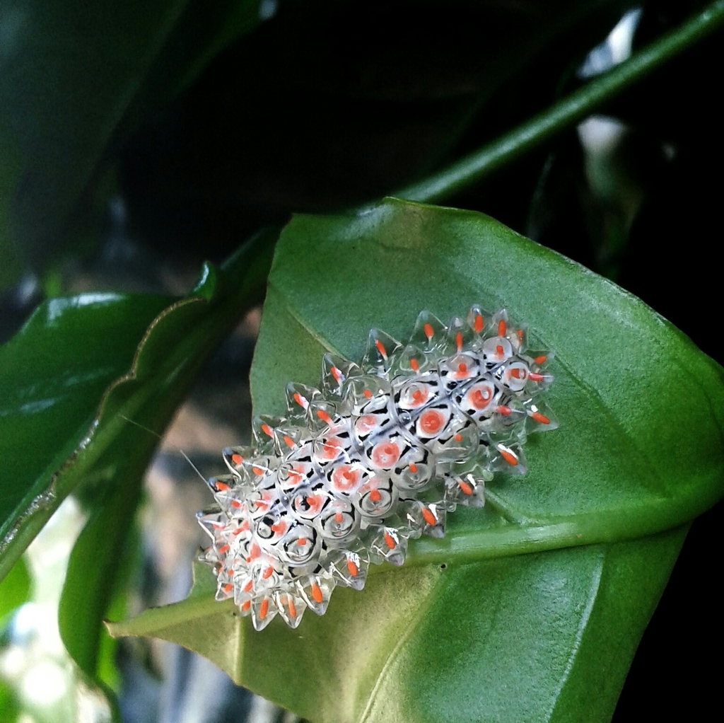 Jewel Caterpillar Moth from Provincia de Alajuela, Grecia, Costa Rica ...