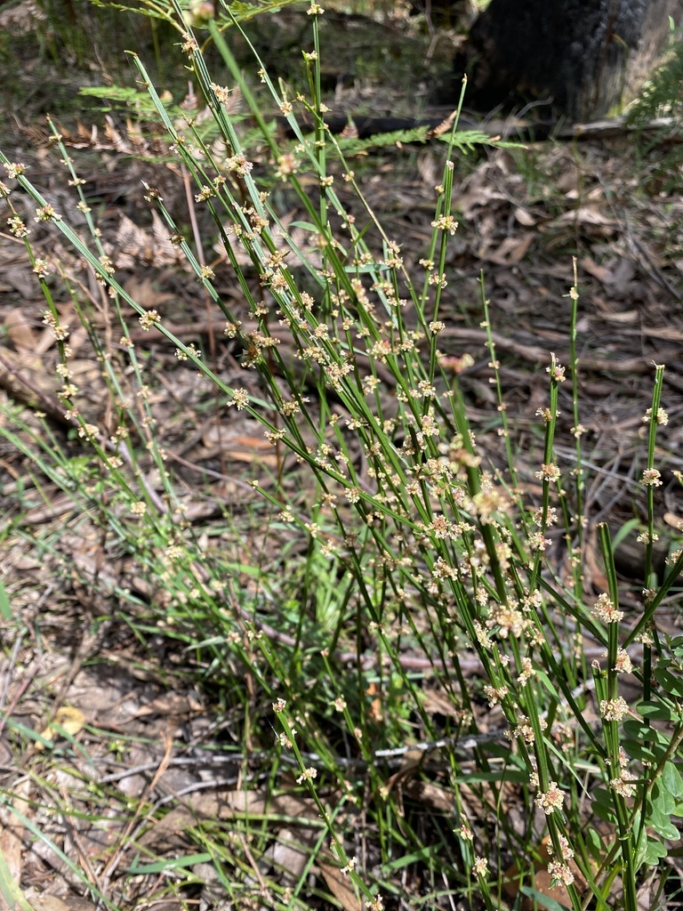 Broom Spurge from Olinda Forest, Olinda, VIC, AU on October 1, 2020 at ...