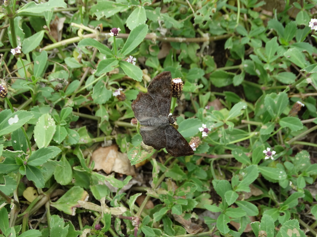 Common Spurwing from San Pedro Comitancillo Oax. on July 15, 2017 at 03 ...