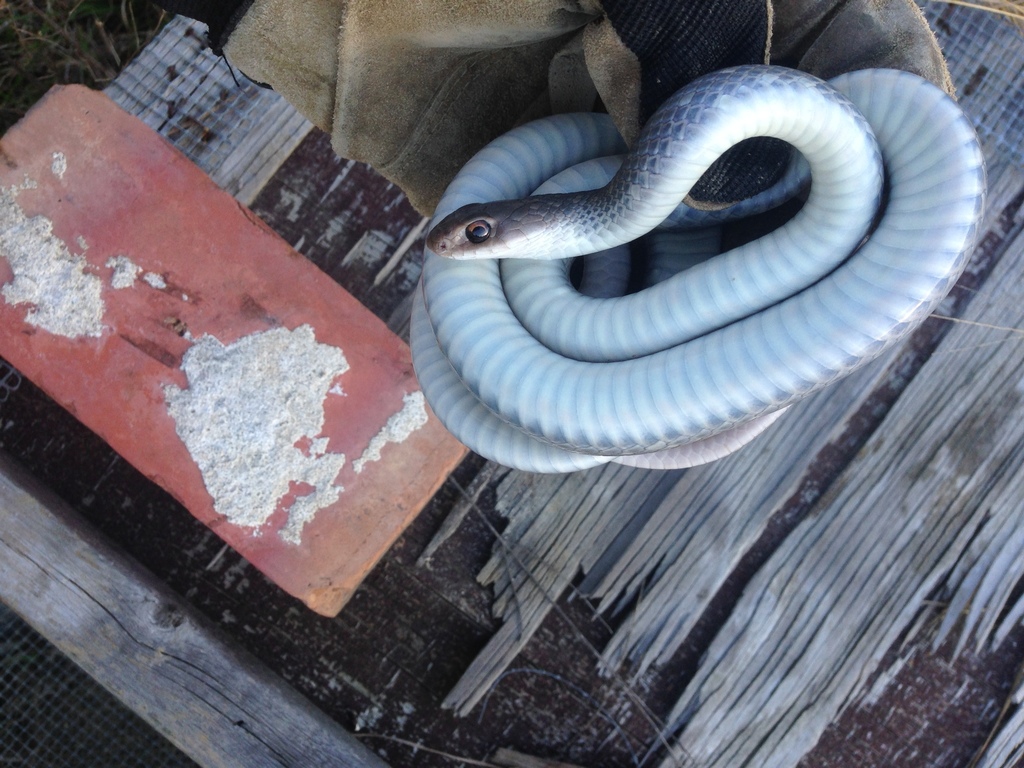 Tan Racer from 211 Bettye Loop, Longville, LA, US on March 21, 2017 at ...