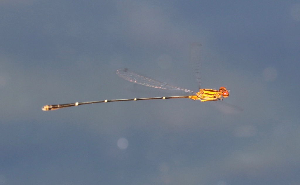 Orange-striped Threadtail from Santa Cruz County, AZ, USA on September ...