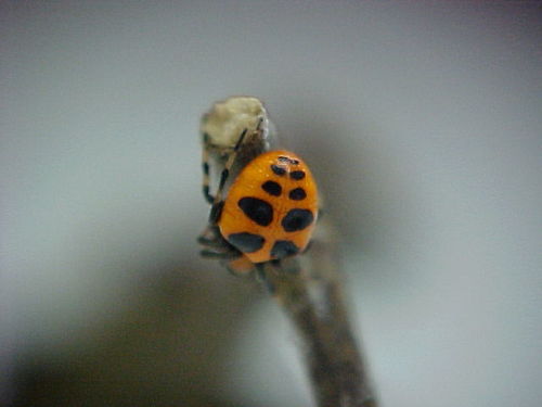 Alpaida lomba · iNaturalist