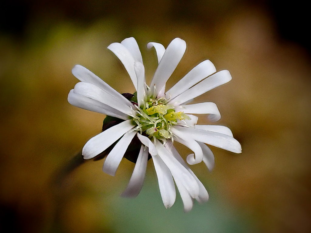 slender bottle-daisy (Logan RE 12.9-10.27 Flora) · iNaturalist
