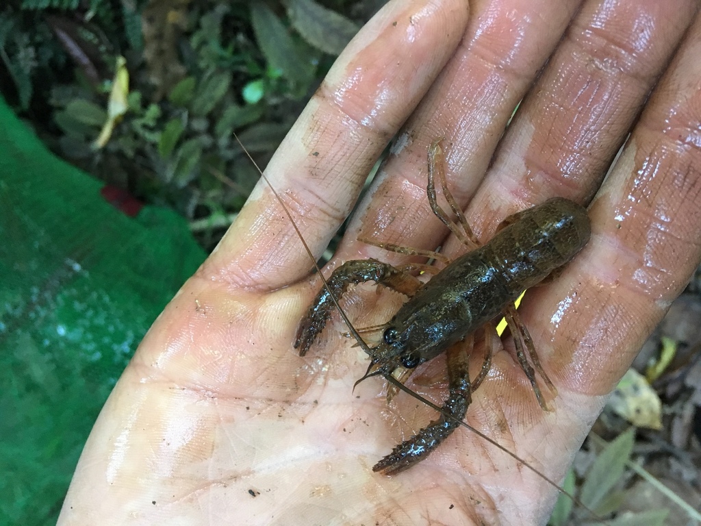 Northern Koura from Auckland, Ramarama, Auckland, NZ on October 01 ...